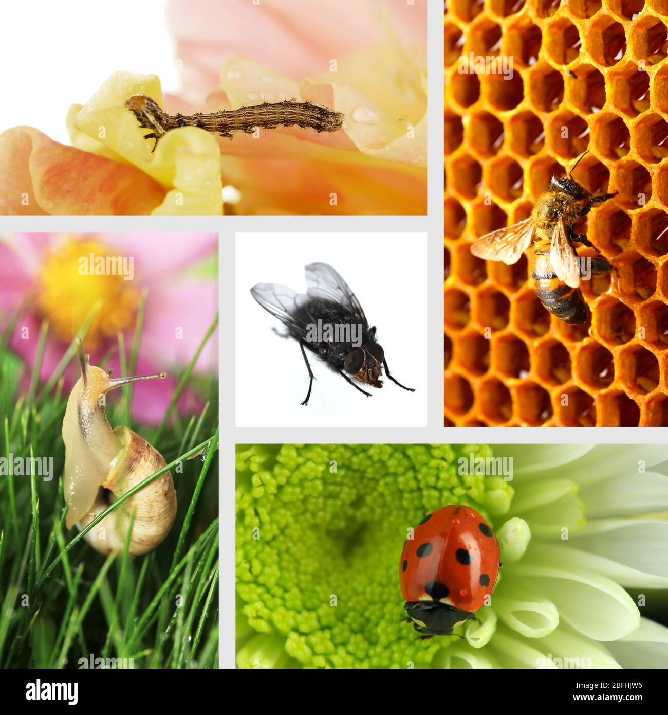 Collage of insects Stock Photo - Alamy