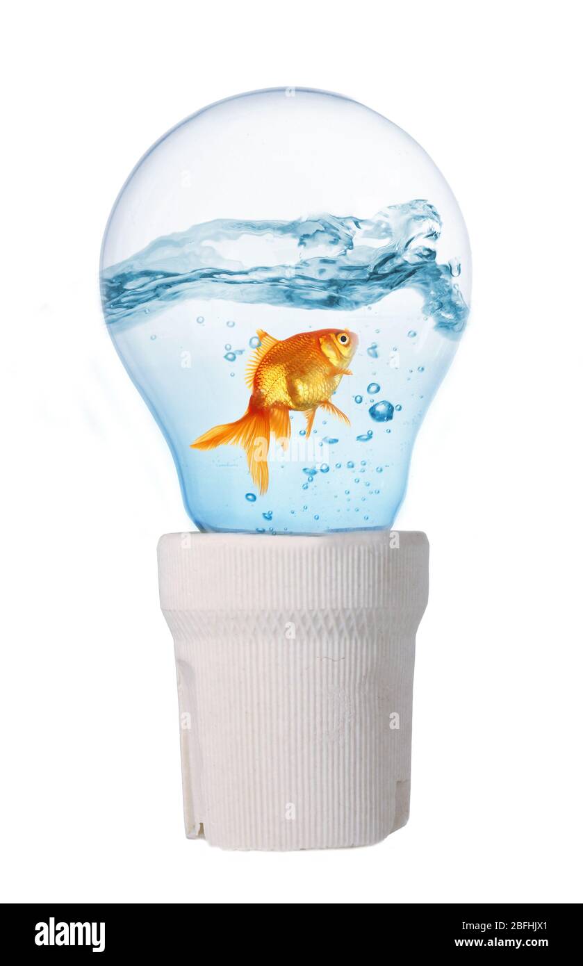 Light bulb with water and fish inside isolated on white Stock Photo - Alamy
