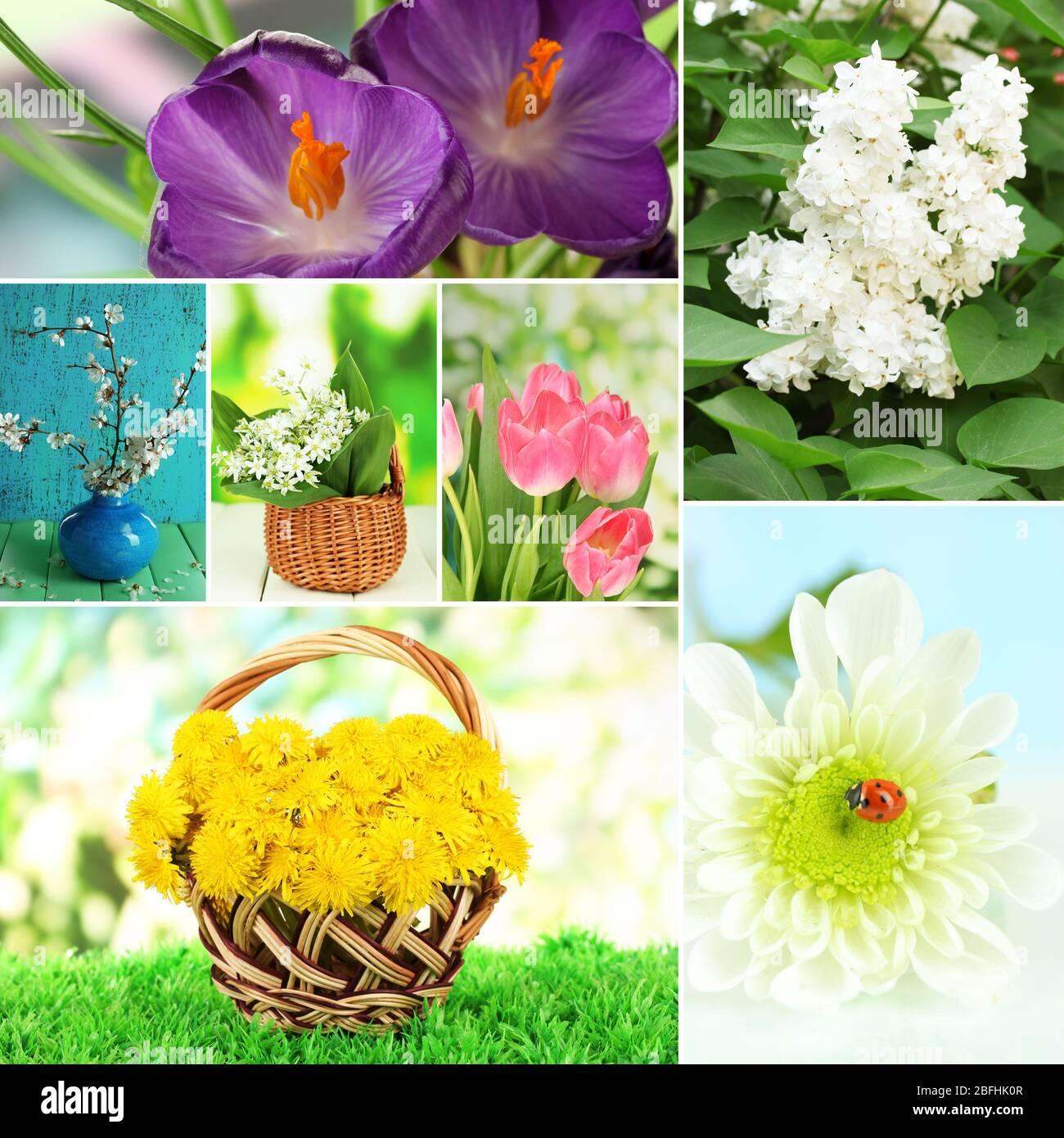 Spring flowers collage Stock Photo - Alamy