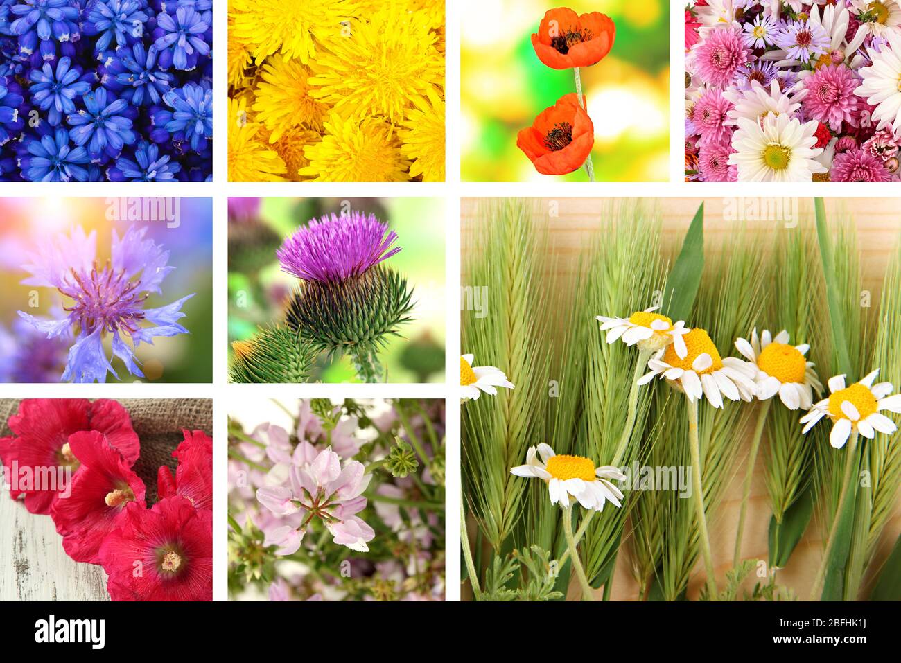 Wildflowers collage hi-res stock photography and images - Alamy