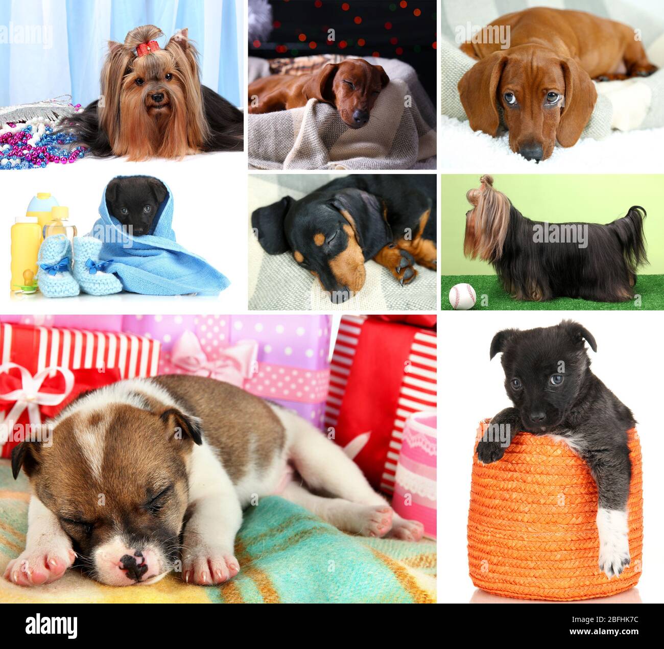 Collage of cute puppies Stock Photo - Alamy