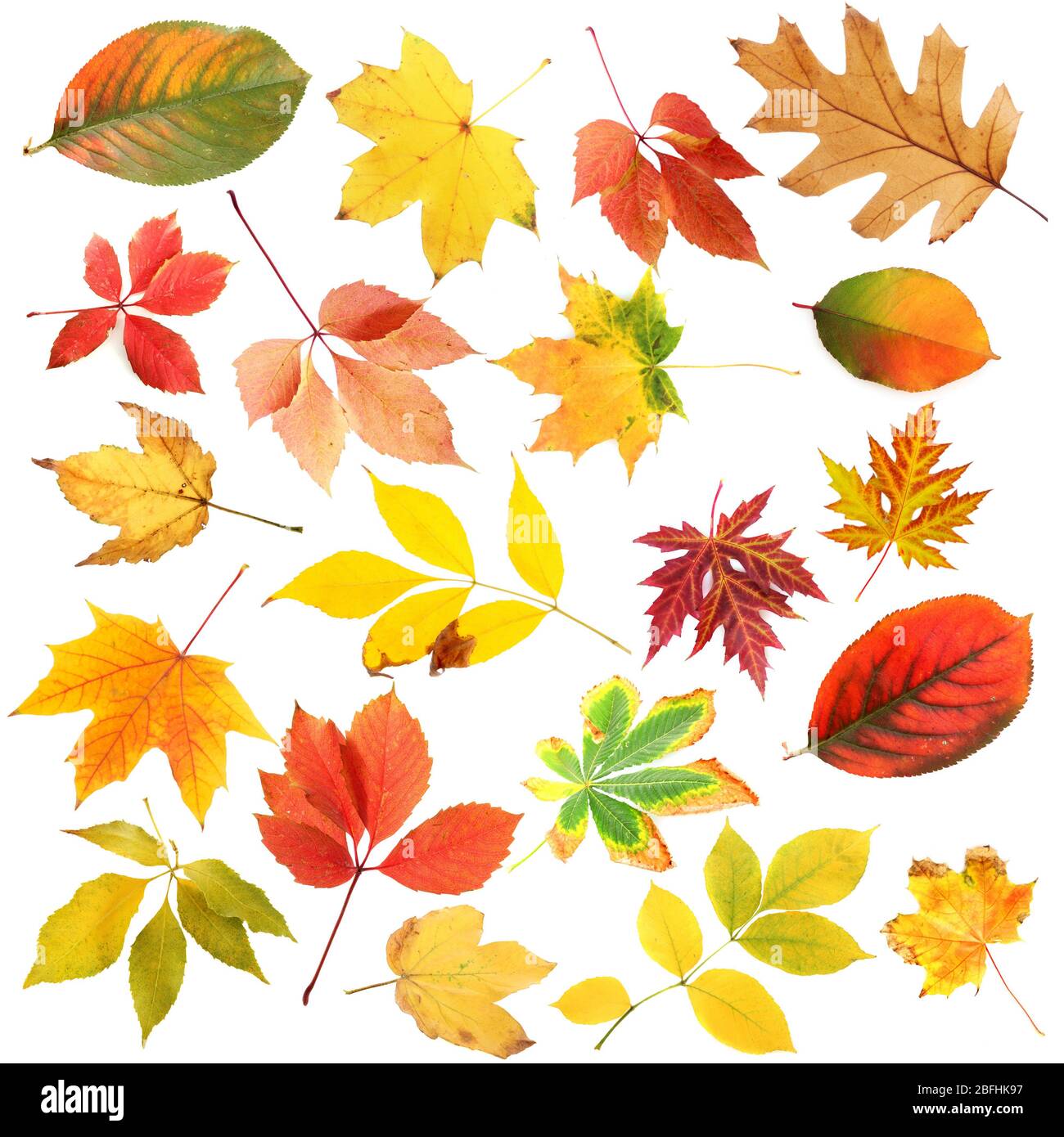 Collage of tree leaves isolated on white Stock Photo - Alamy