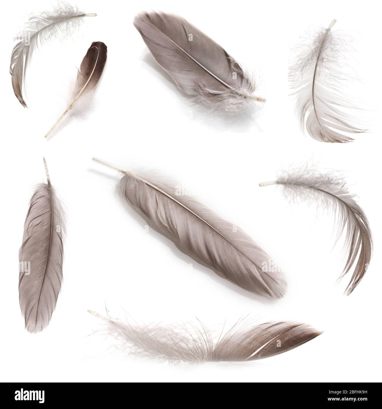 Collage of fluffy feathers isolated on white Stock Photo - Alamy