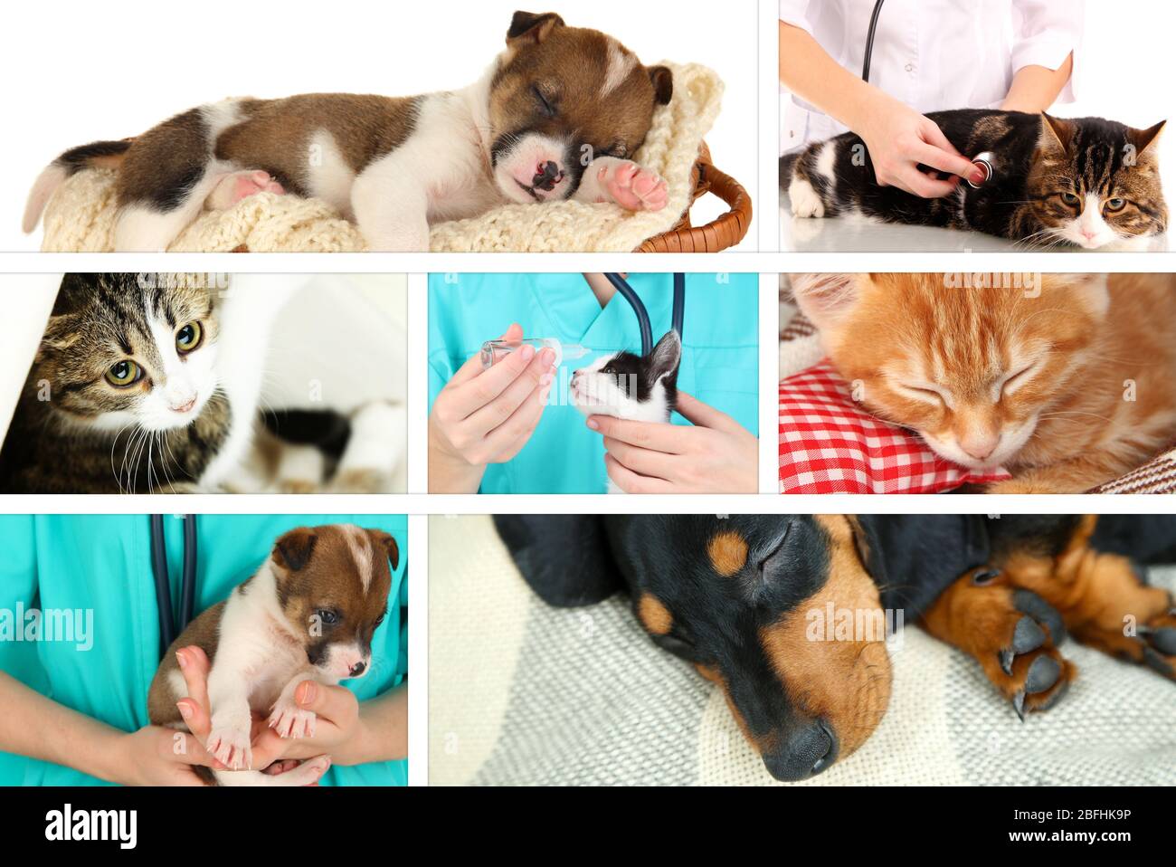 Collage of different pets at vet Stock Photo - Alamy