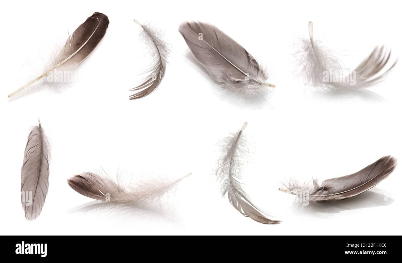 Collage of fluffy feathers isolated on white Stock Photo - Alamy