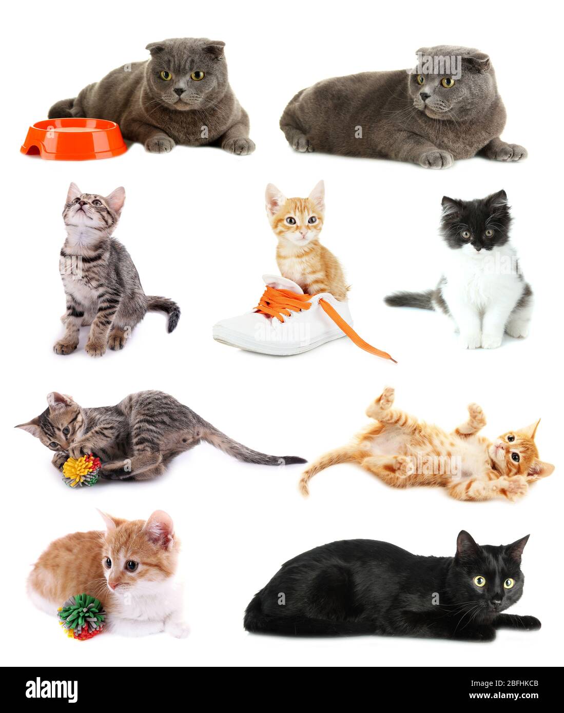 Collage of kittens isolated on white Stock Photo - Alamy