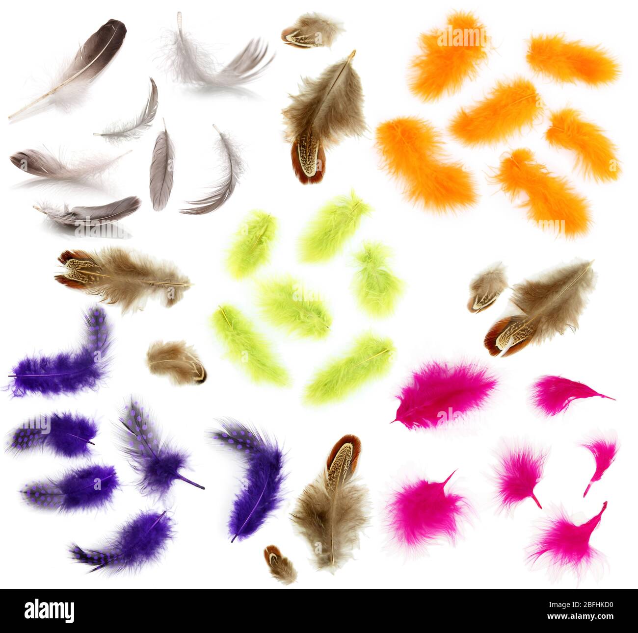Collage of colorful feathers isolated on white Stock Photo - Alamy