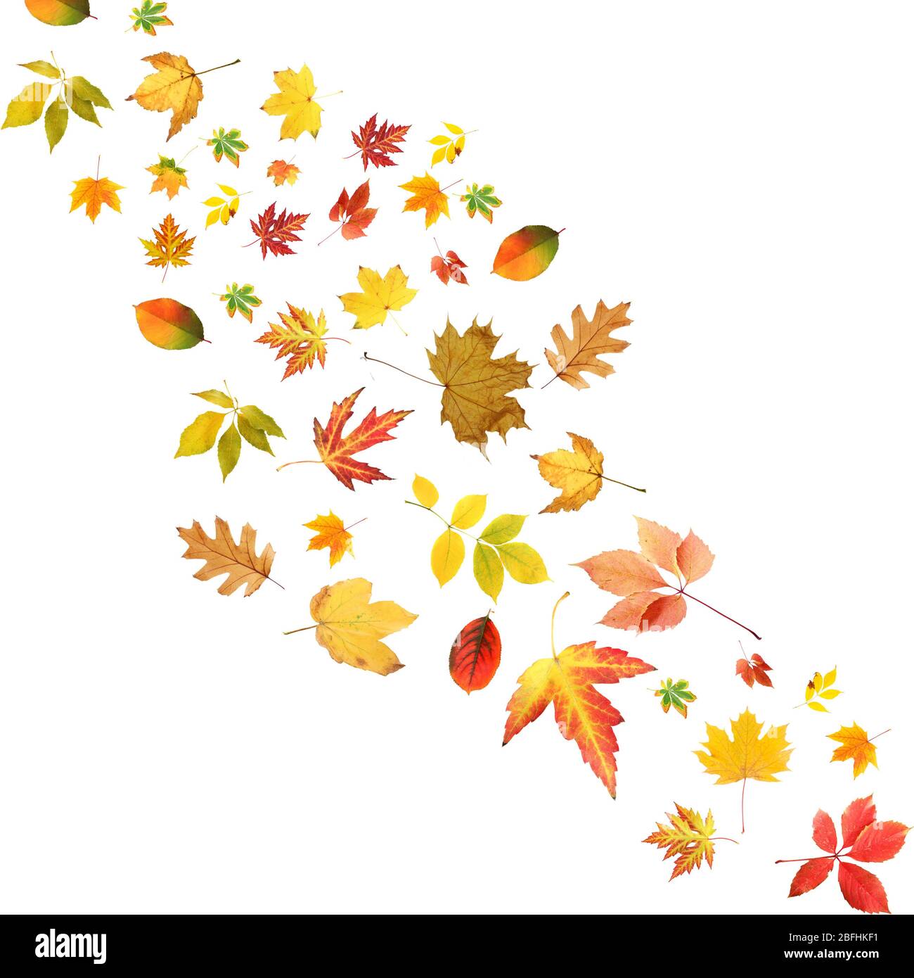 Collage of leaves isolated on white Stock Photo - Alamy