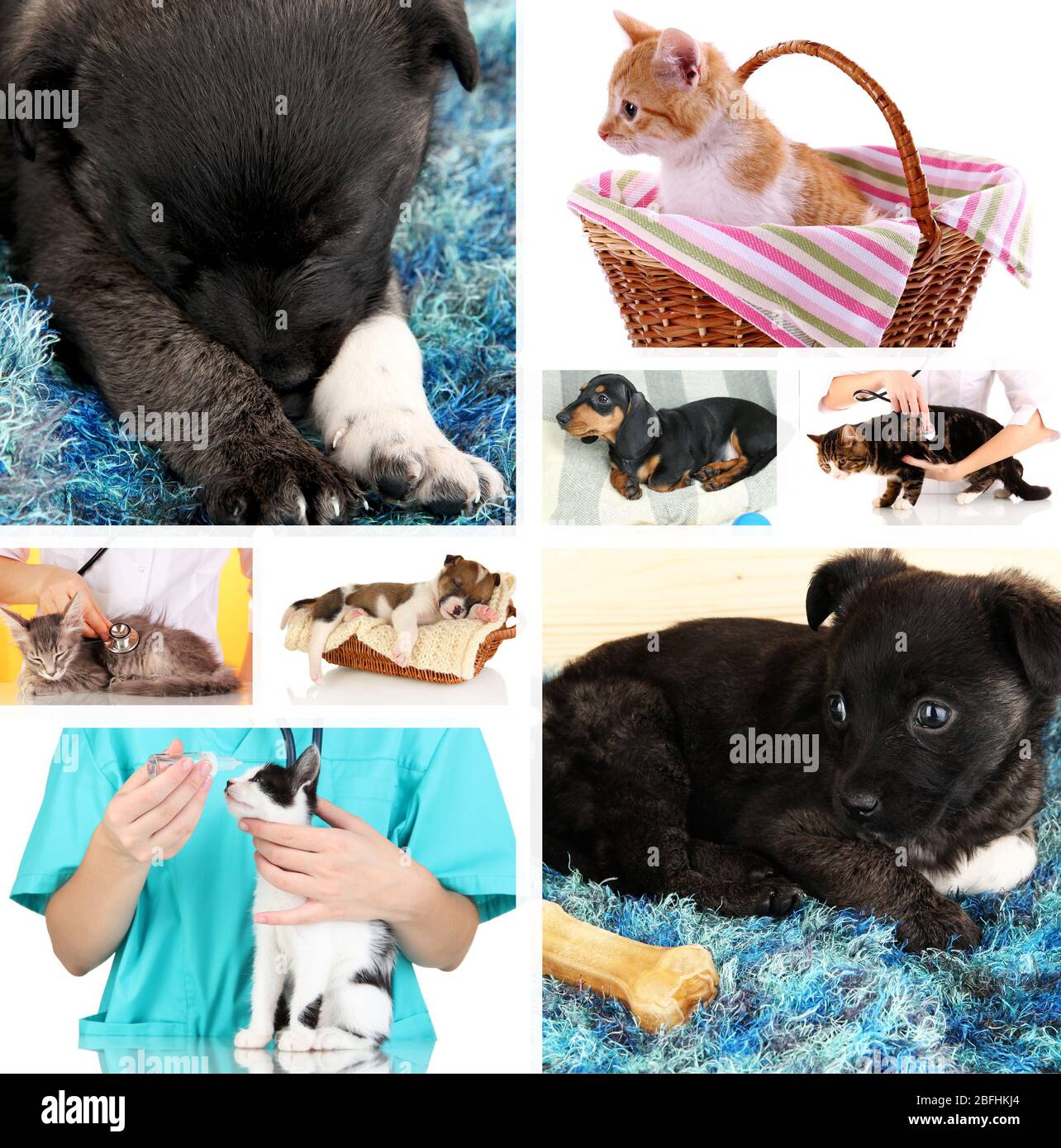 Collage of different pets at vet Stock Photo - Alamy