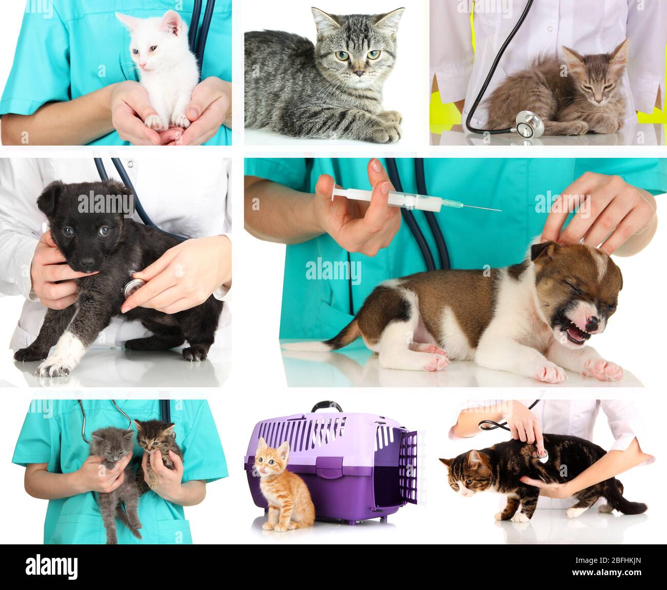 Collage of different pets at vet Stock Photo - Alamy