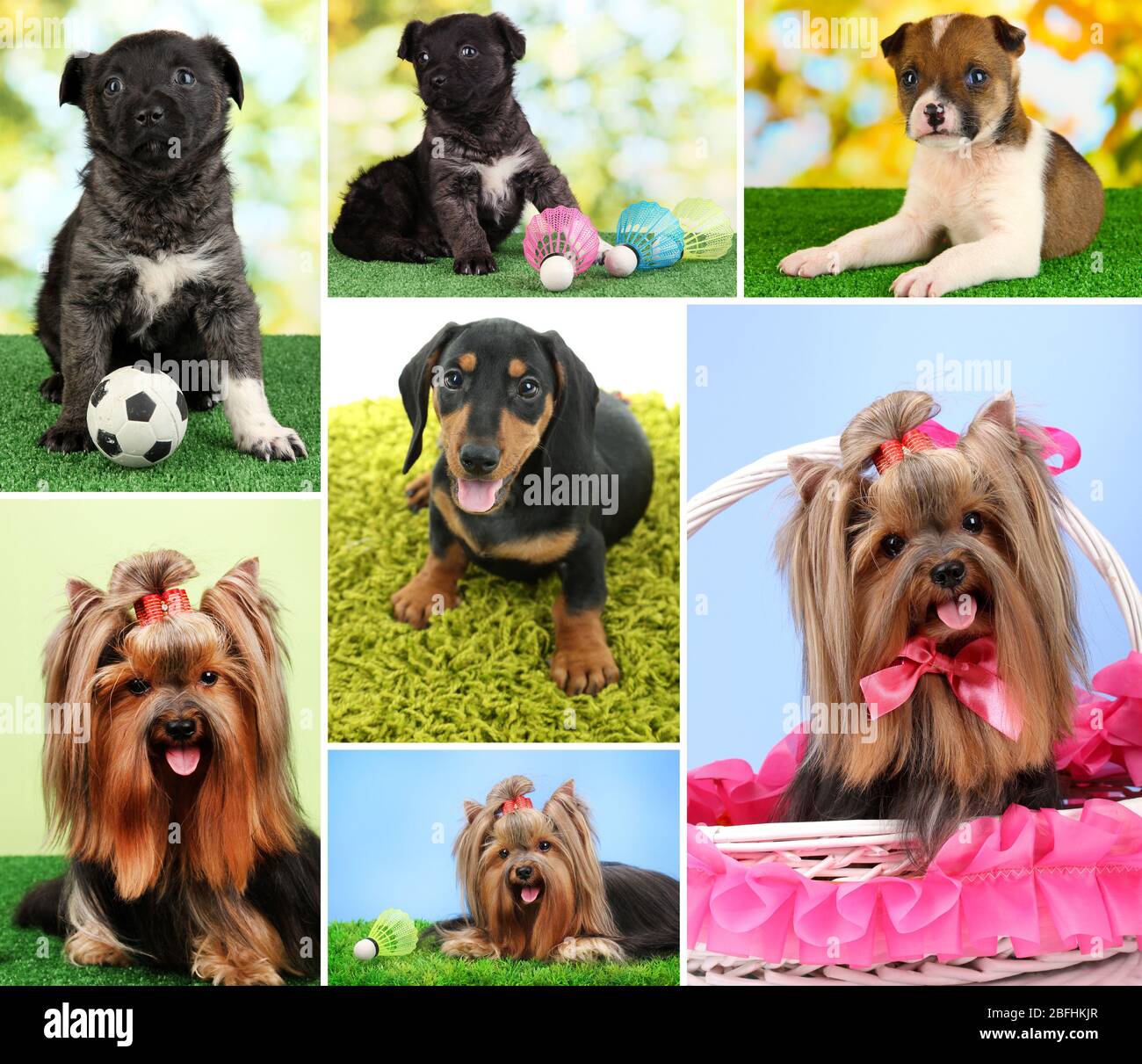 Collage of cute puppies Stock Photo - Alamy