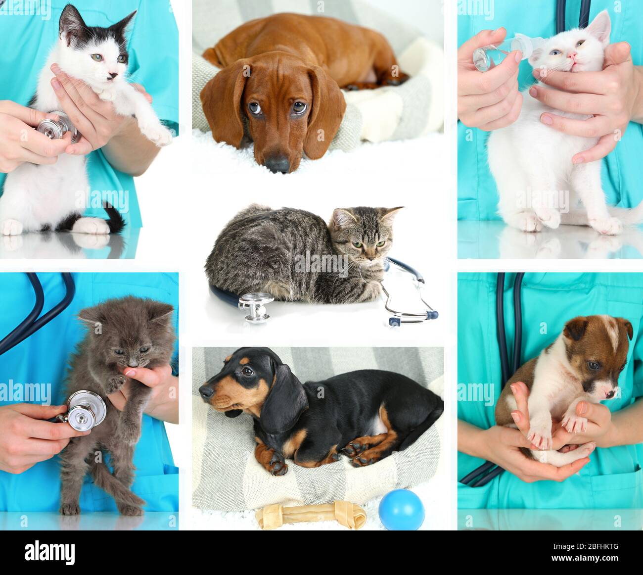 Collage of different pets at vet Stock Photo - Alamy