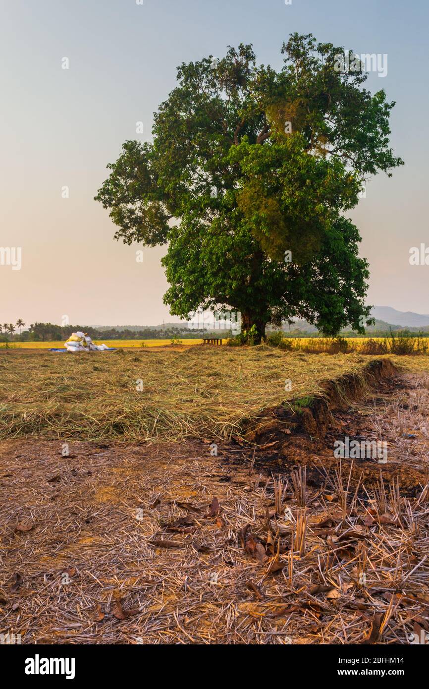 Lone/Single isolated tree countryside Landscape, Landscape depicting ...