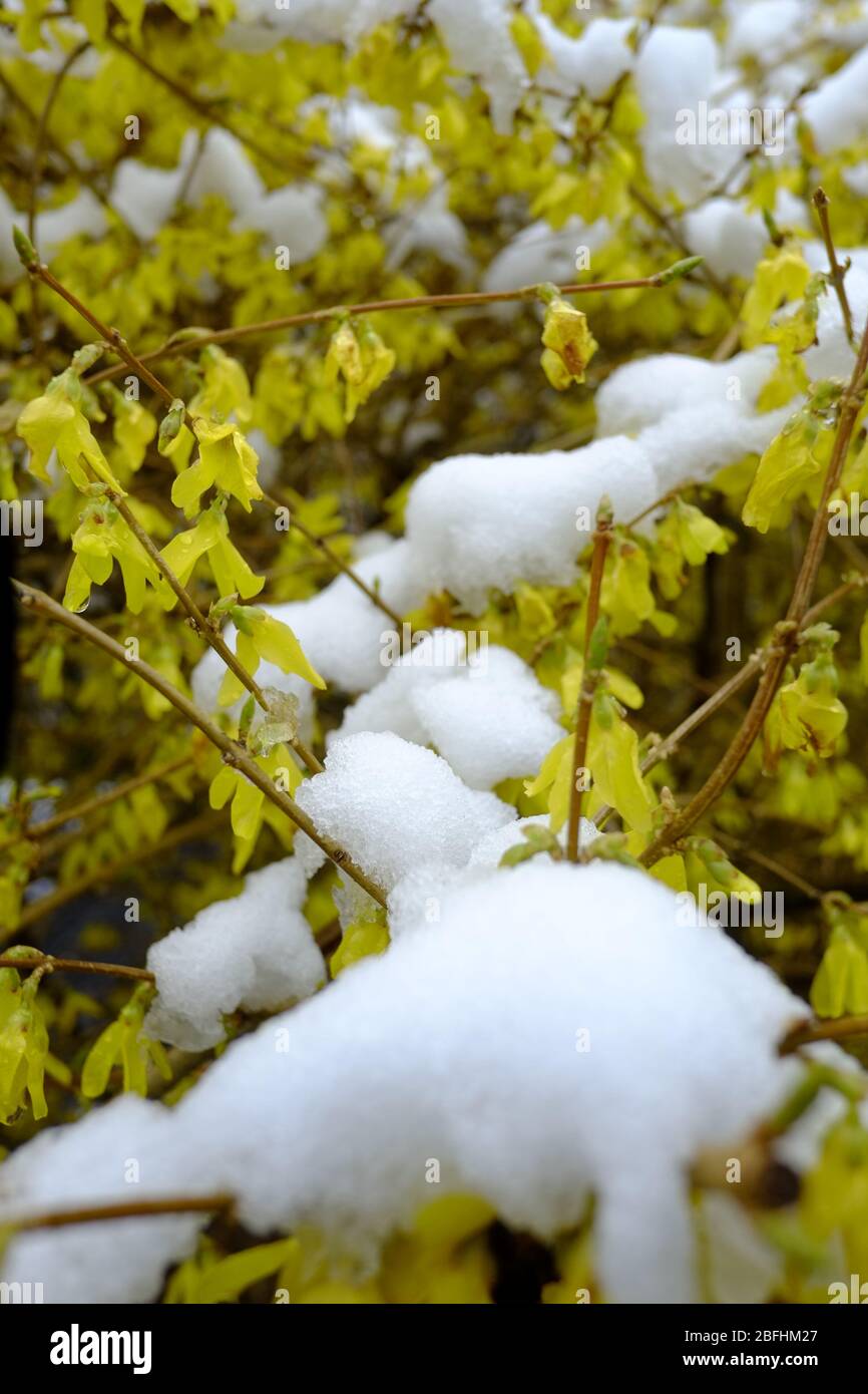 Spring snow storm Stock Photo - Alamy