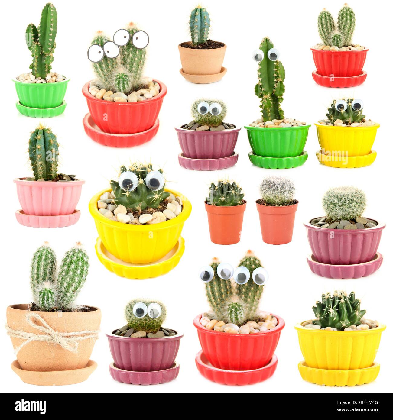 Collection of cactuses, isolated on white Stock Photo - Alamy