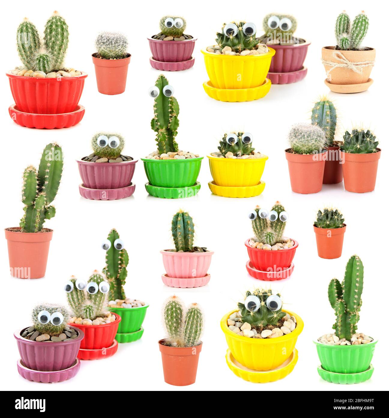 Collage of funny cacti, isolated on white Stock Photo - Alamy