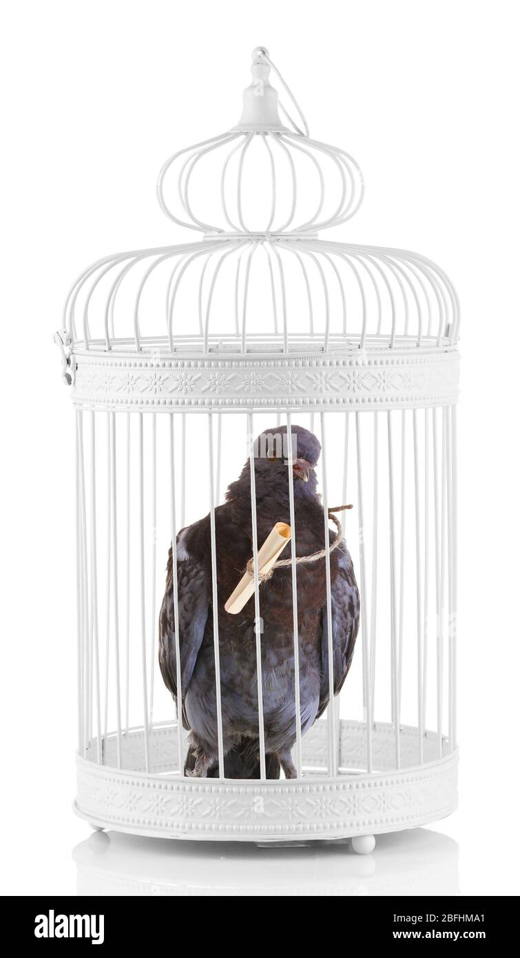 One grey messenger-pigeon in cage isolated on white Stock Photo - Alamy