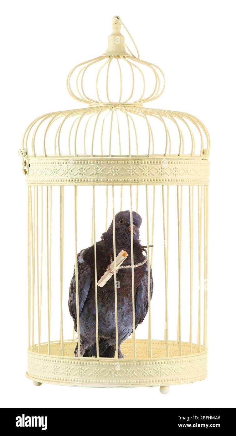 Pigeon cage Cut Out Stock Images & Pictures - Alamy