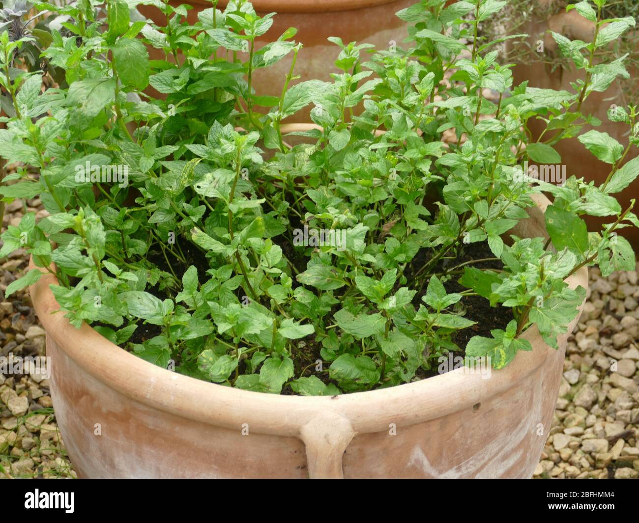 Herb Pots Mint High Resolution Stock Photography and Images - Alamy