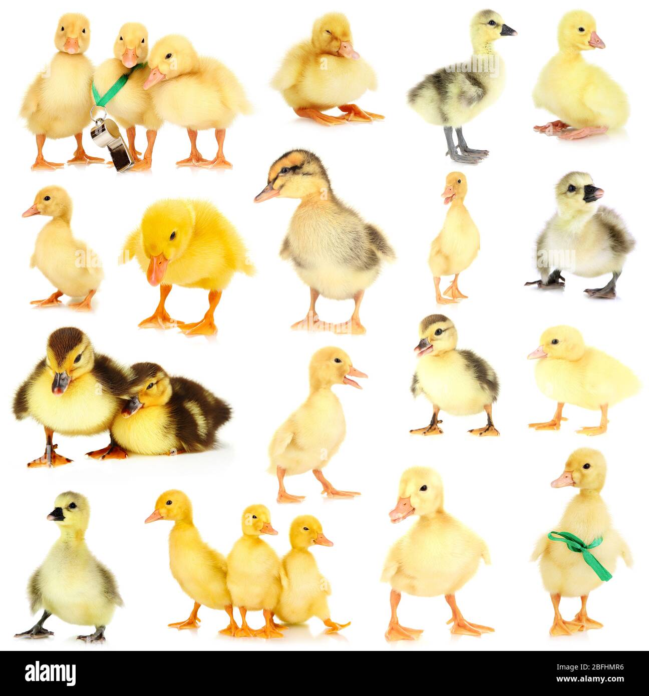 Little ducklings isolated on white Stock Photo - Alamy