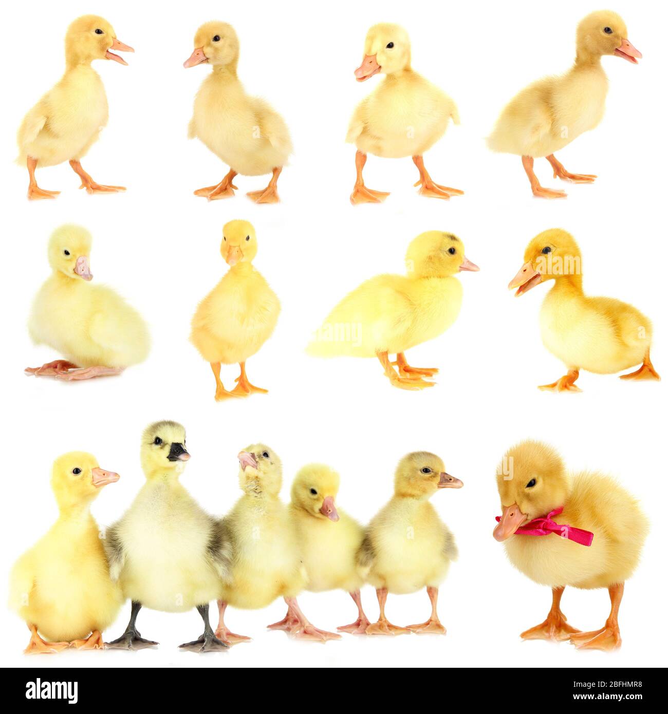 Little ducklings isolated on white Stock Photo - Alamy