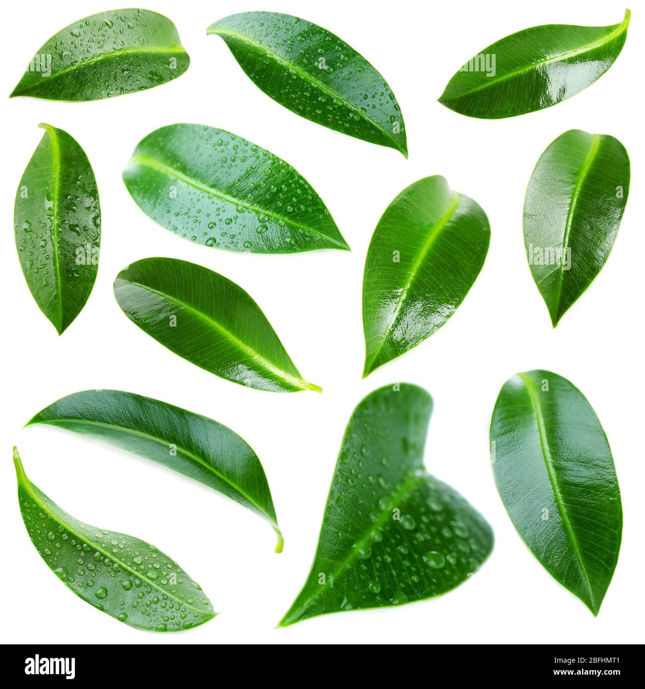 Collage of beautiful green leaves isolated on white Stock Photo - Alamy