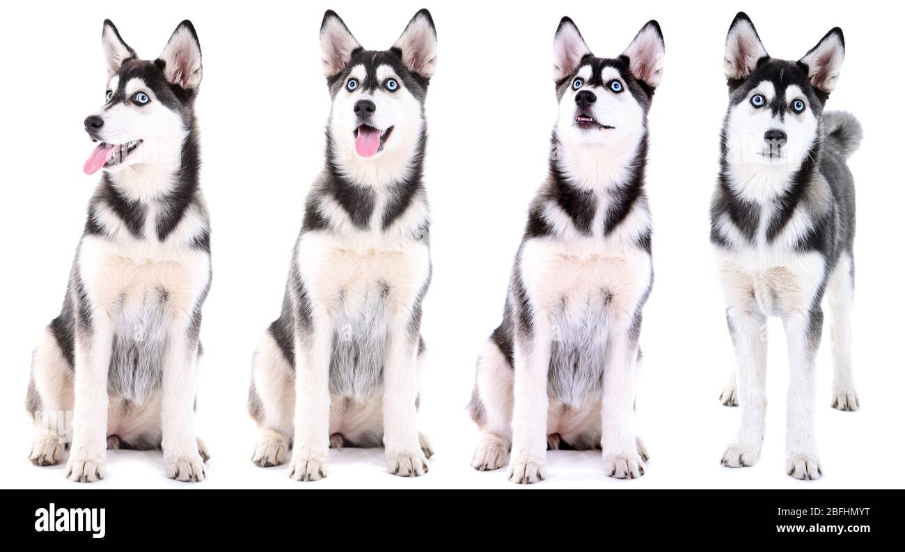 Collage of cute husky puppy isolated on white Stock Photo - Alamy