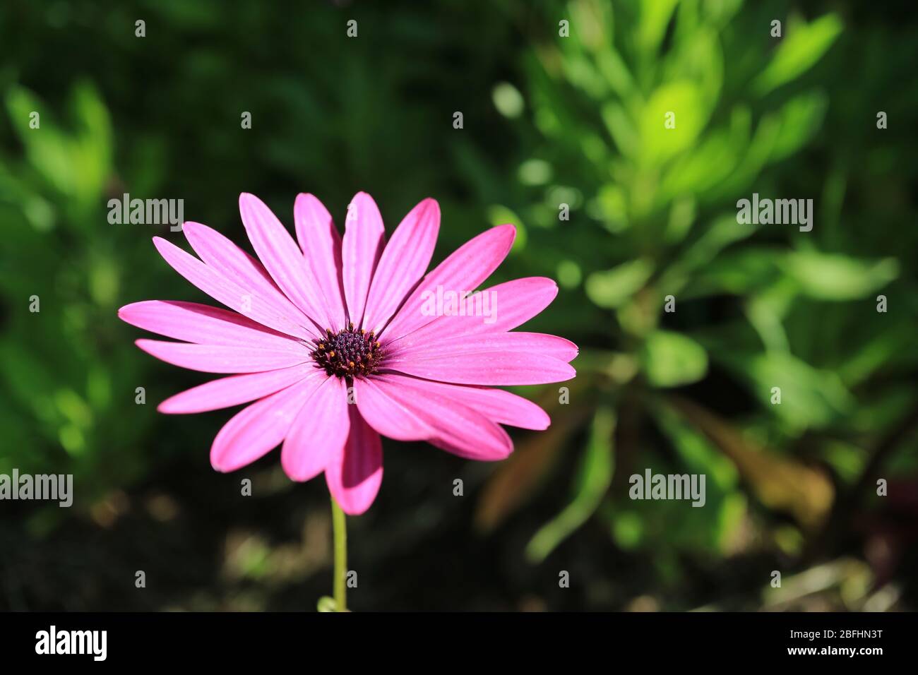 Pink daisy bush hi-res stock photography and images - Alamy