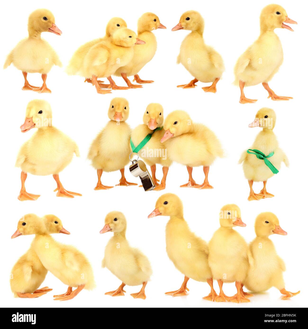 Little ducklings isolated on white Stock Photo - Alamy