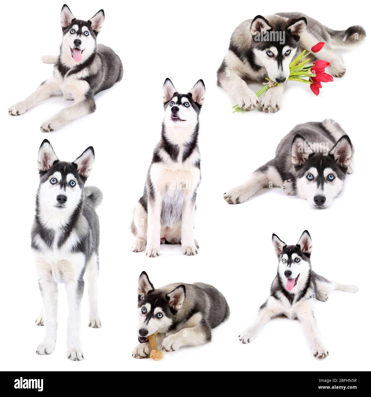 Collage of cute husky puppy isolated on white Stock Photo - Alamy