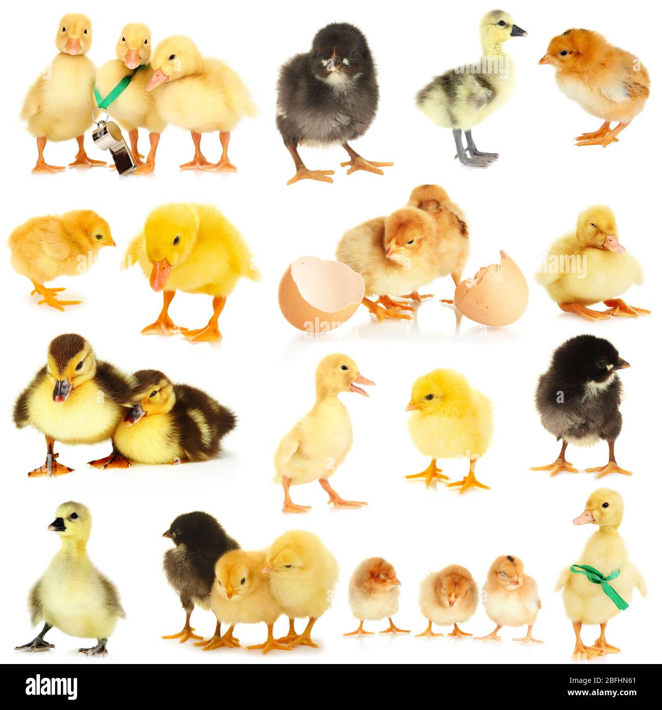 Child chickens Cut Out Stock Images & Pictures - Alamy