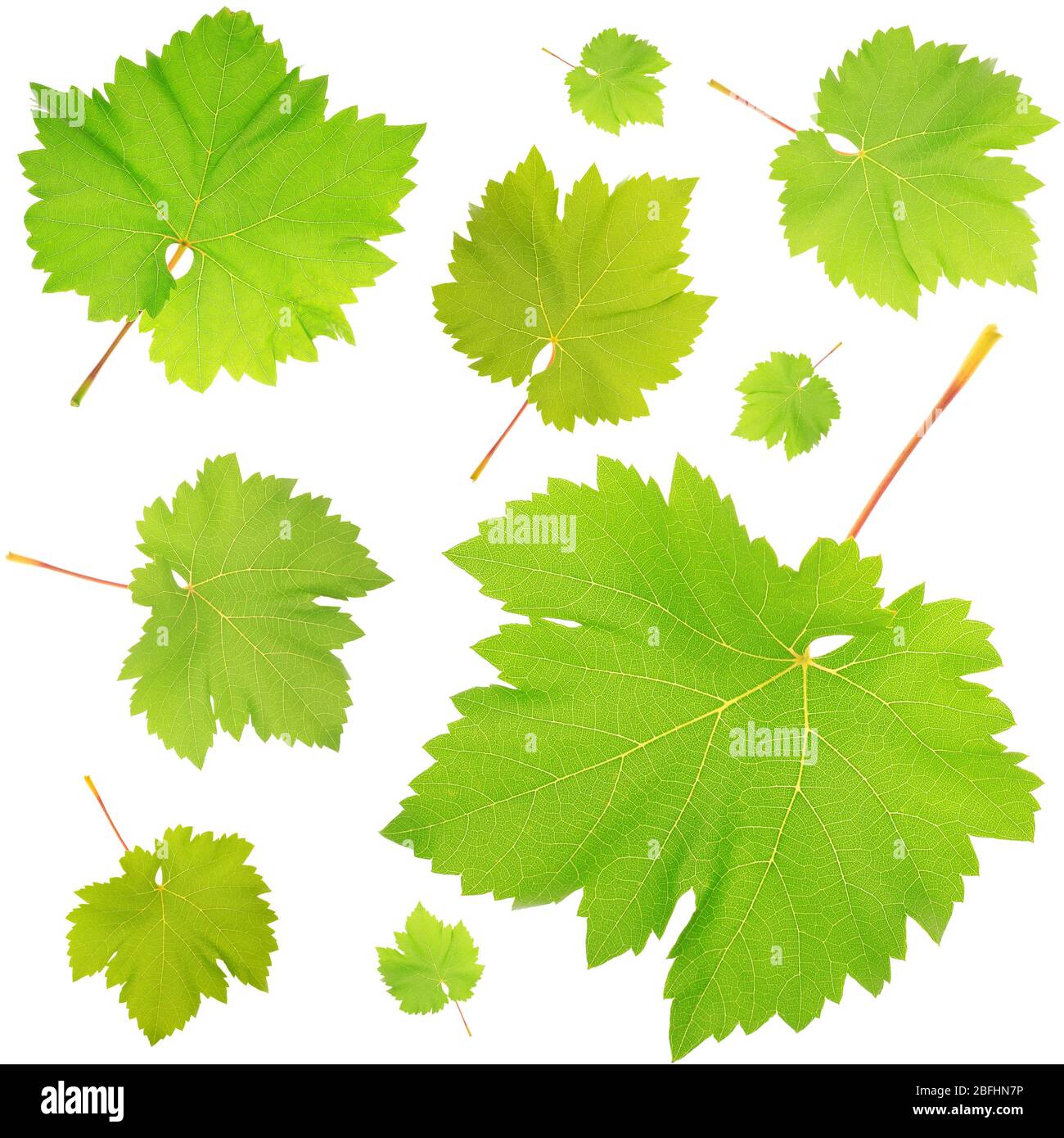 Collage of green leaves isolated on white Stock Photo - Alamy