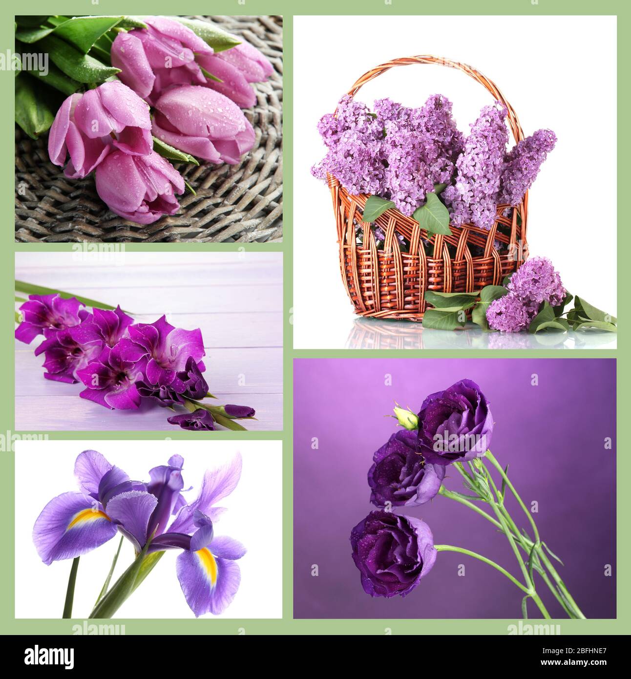 Tulip flower collage element hi-res stock photography and images - Alamy