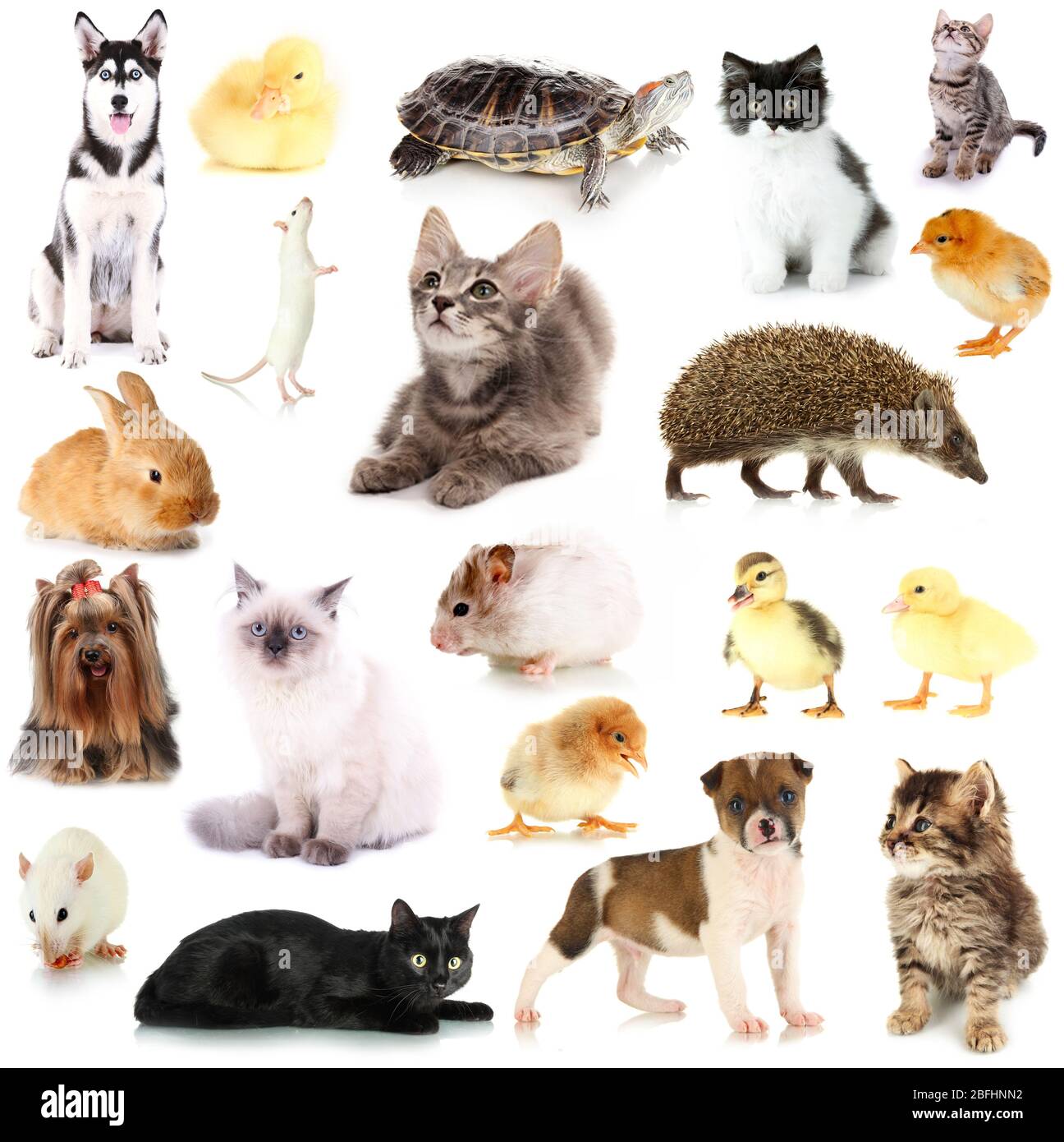 Collage of different pets isolated on white Stock Photo - Alamy