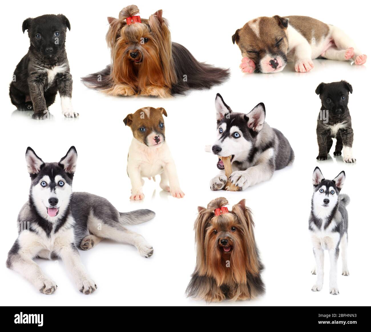 Collage of different dogs isolated on white Stock Photo - Alamy