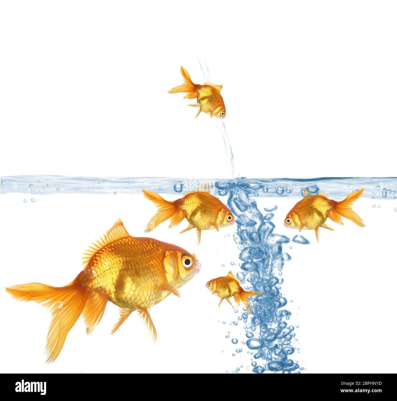 Goldfish in clear water isolated on white Stock Photo - Alamy