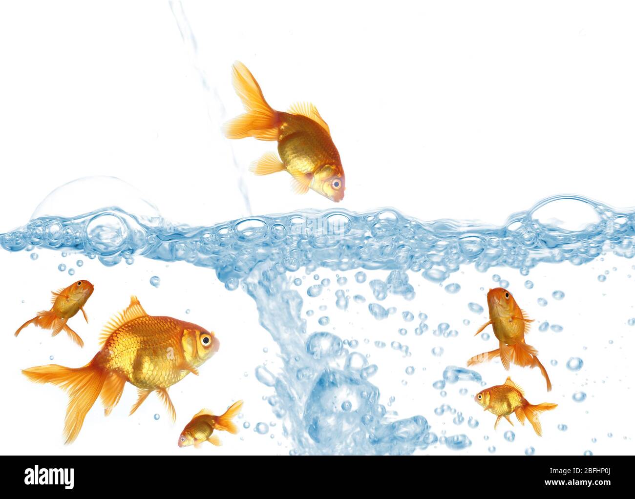 Goldfish in clear water isolated on white Stock Photo - Alamy