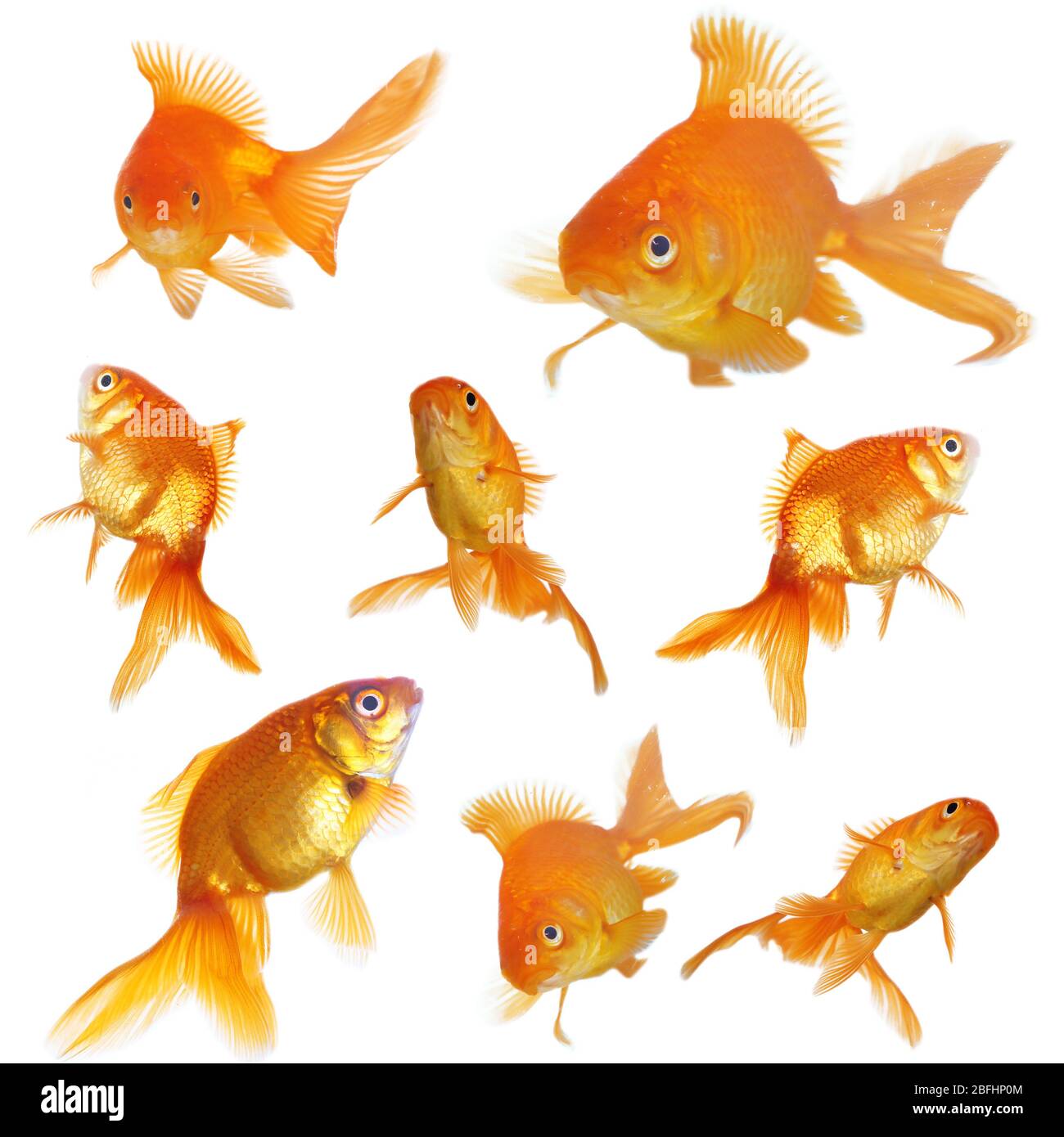 Goldfish in clear water isolated on white Stock Photo - Alamy