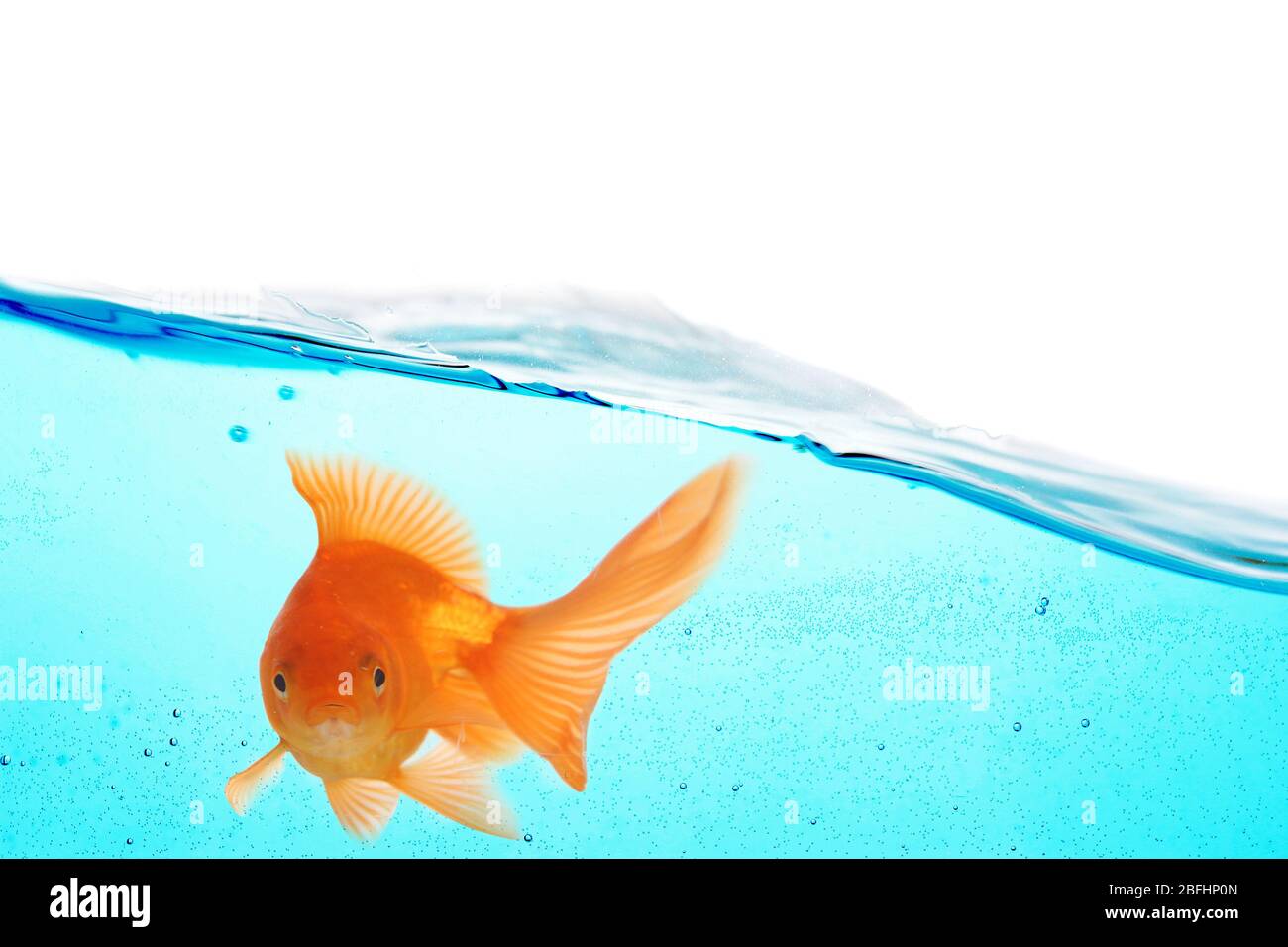 Goldfish in clear water isolated on white Stock Photo - Alamy