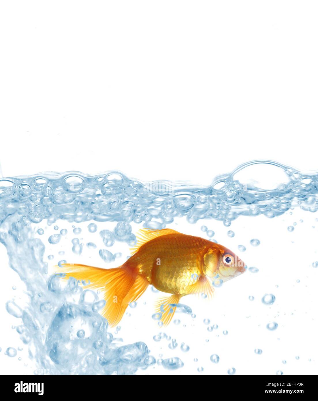 Goldfish in clear water isolated on white Stock Photo - Alamy