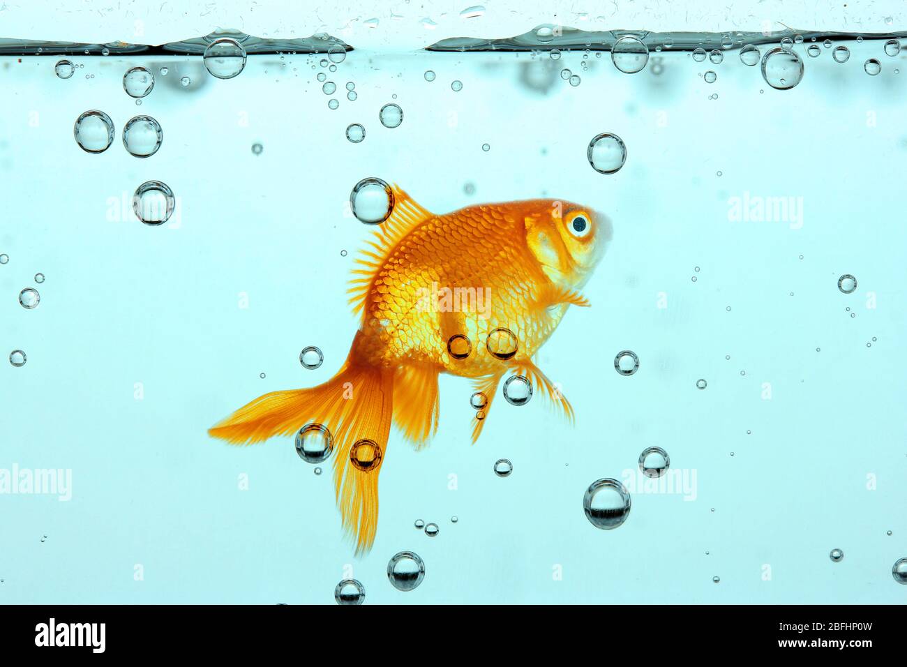 Goldfish in clear water Stock Photo - Alamy