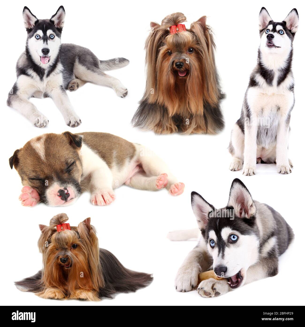 Collage of different dogs isolated on white Stock Photo - Alamy