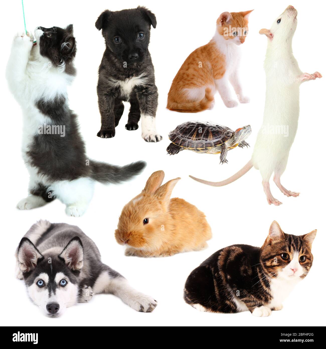 Collage of different pets isolated on white Stock Photo - Alamy