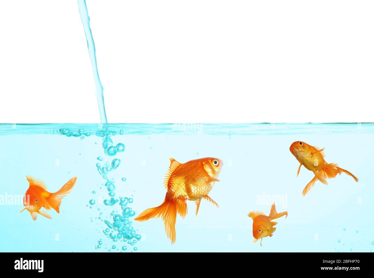 Goldfish in clear water isolated on white Stock Photo - Alamy
