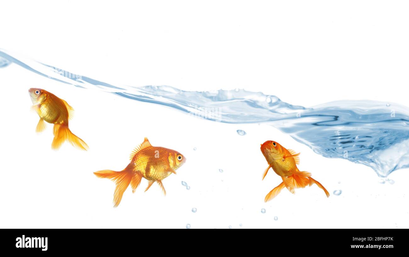 Goldfish in clear water isolated on white Stock Photo - Alamy