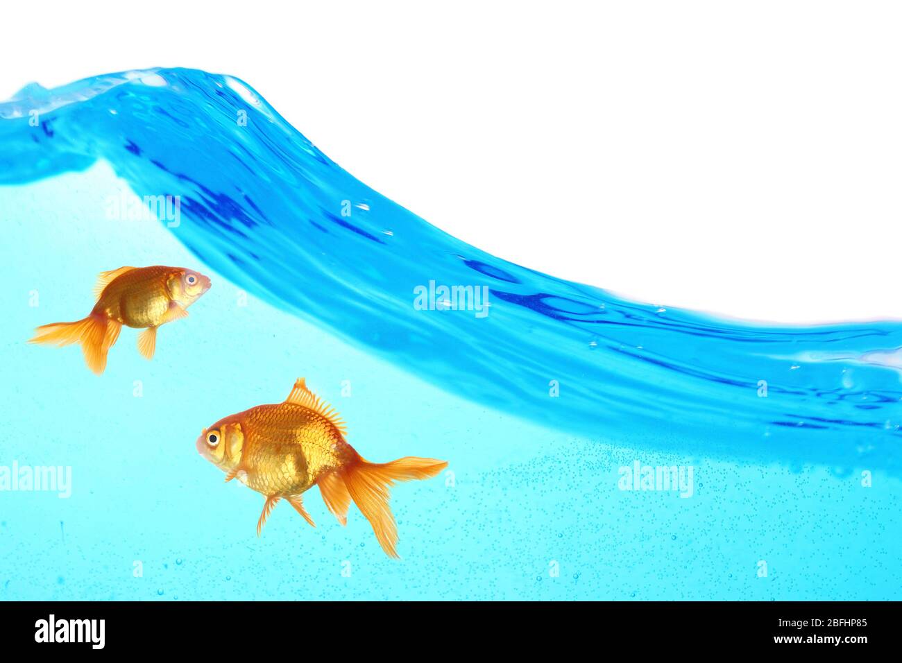 Goldfish in fishbowl flowing hi-res stock photography and images - Alamy