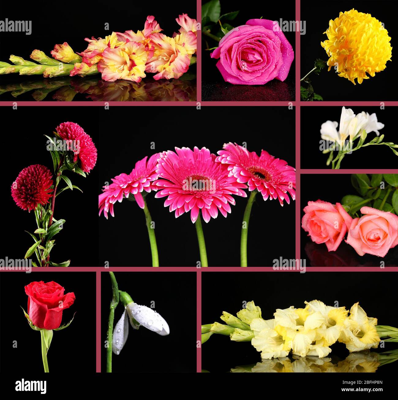 Collage of beautiful flowers on black background Stock Photo - Alamy