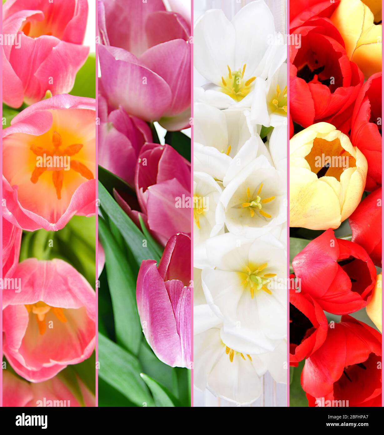 Collage of beautiful tulips close up Stock Photo - Alamy
