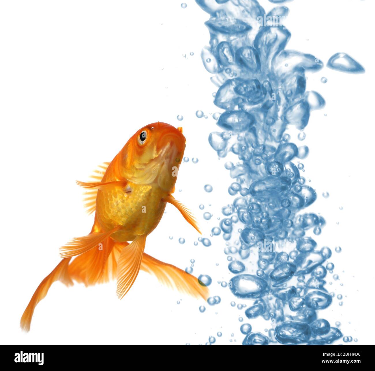 Goldfish in clear water isolated on white Stock Photo - Alamy