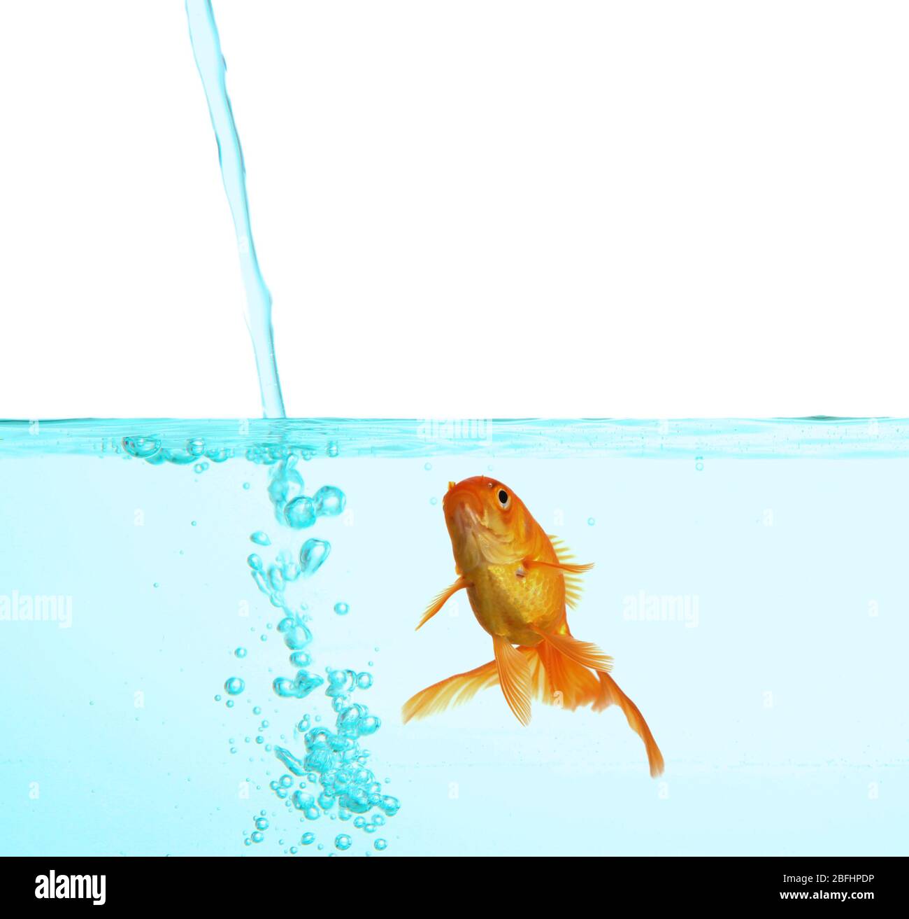 Pure gold fish hi-res stock photography and images - Alamy